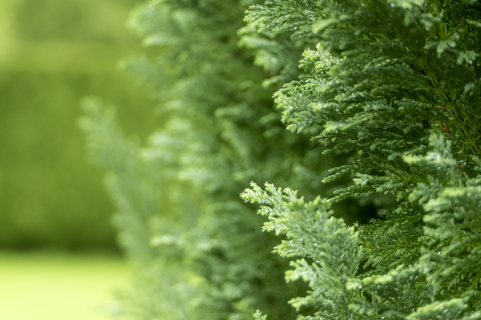 Wallpaper : plants, fir tree, blurred, nature 5472x3648 - Owl972 ...