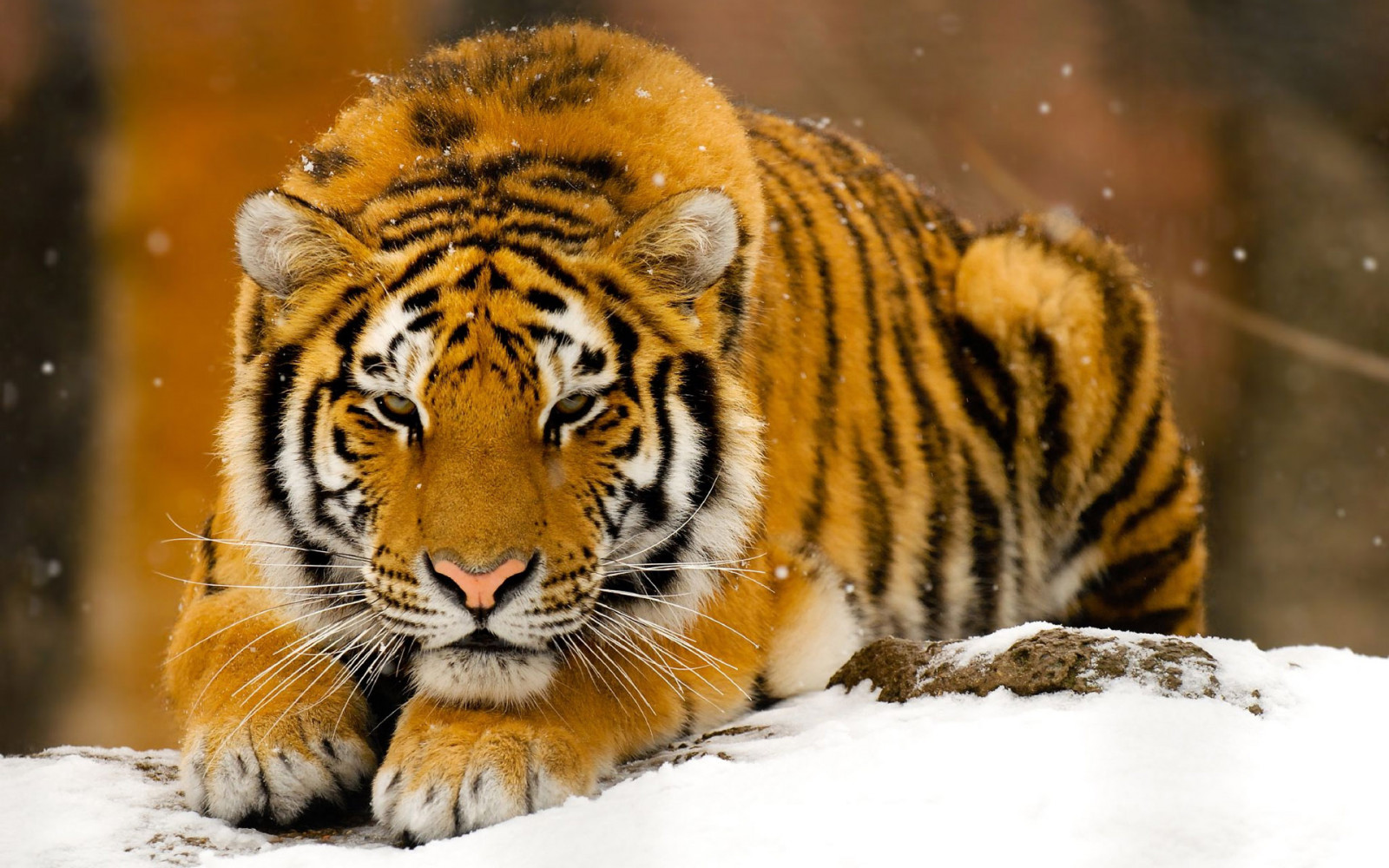 Wallpaper : animals, snow, tiger, wildlife, big cats, whiskers ...