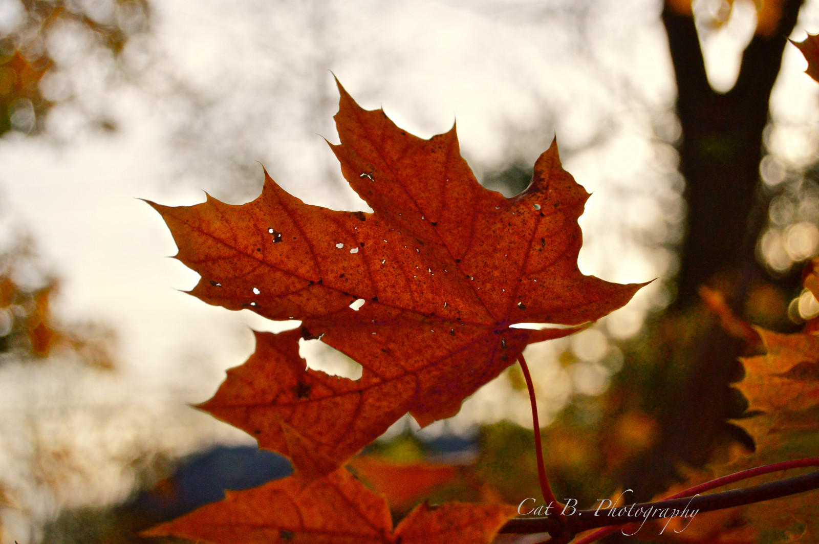Macro Leaf Bokeh Fall