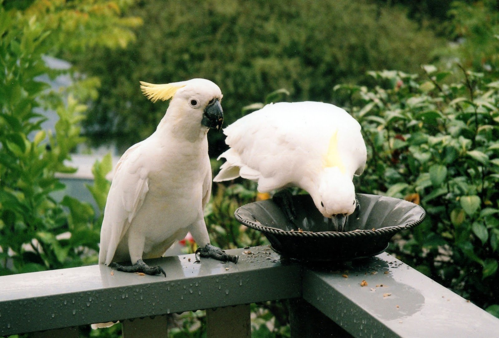 Ingyenes háttérképek : 1600x1084 px, 86, madár, kakadu, papagáj ...