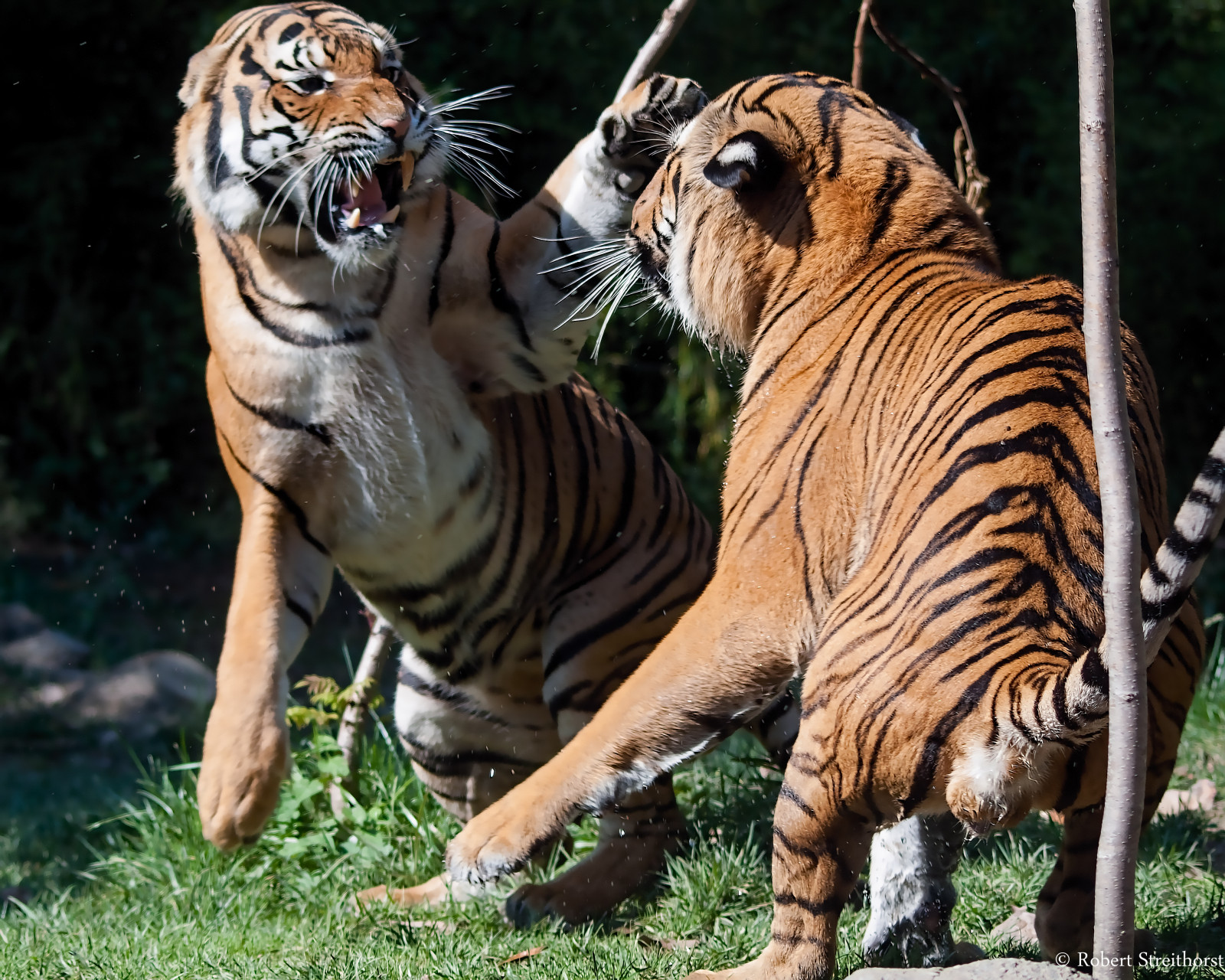 Wallpaper : grass, tiger, wildlife, big cats, Zoo, whiskers, cincinnati ...