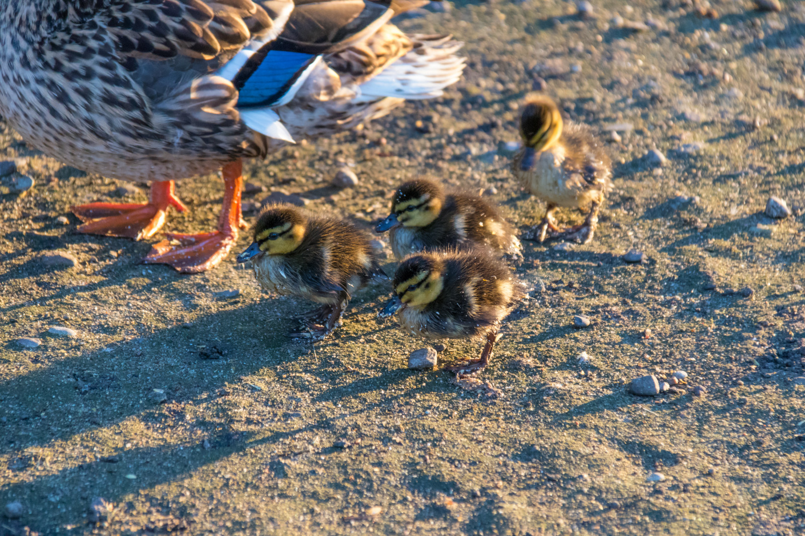 Wallpaper : nature, wildlife, duck, mallard, f gel, duckling, andunge ...