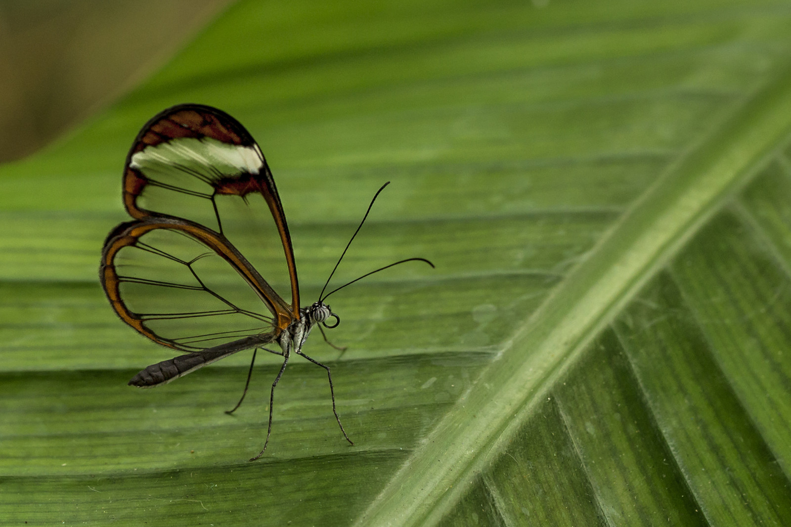 Imagini de fundal : natură, iarbă, fluture, insectă, verde, animale ...