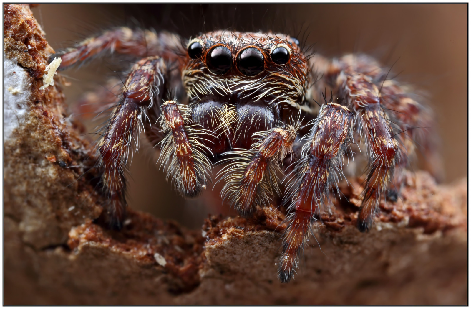 Tapety : pavoukovec, bezobratlý, makro fotografie, zblízka, členovců ...