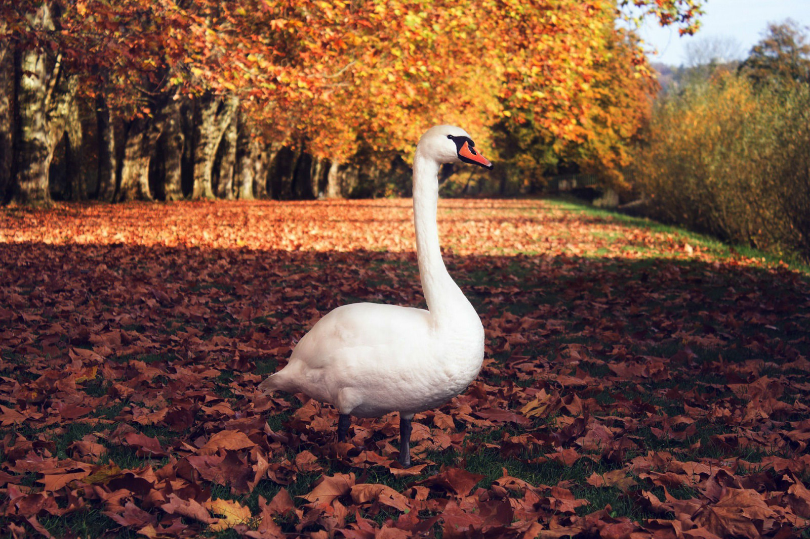 Wallpaper : 1920x1280 px, autumn, bird, fall, forest, geese, goose ...