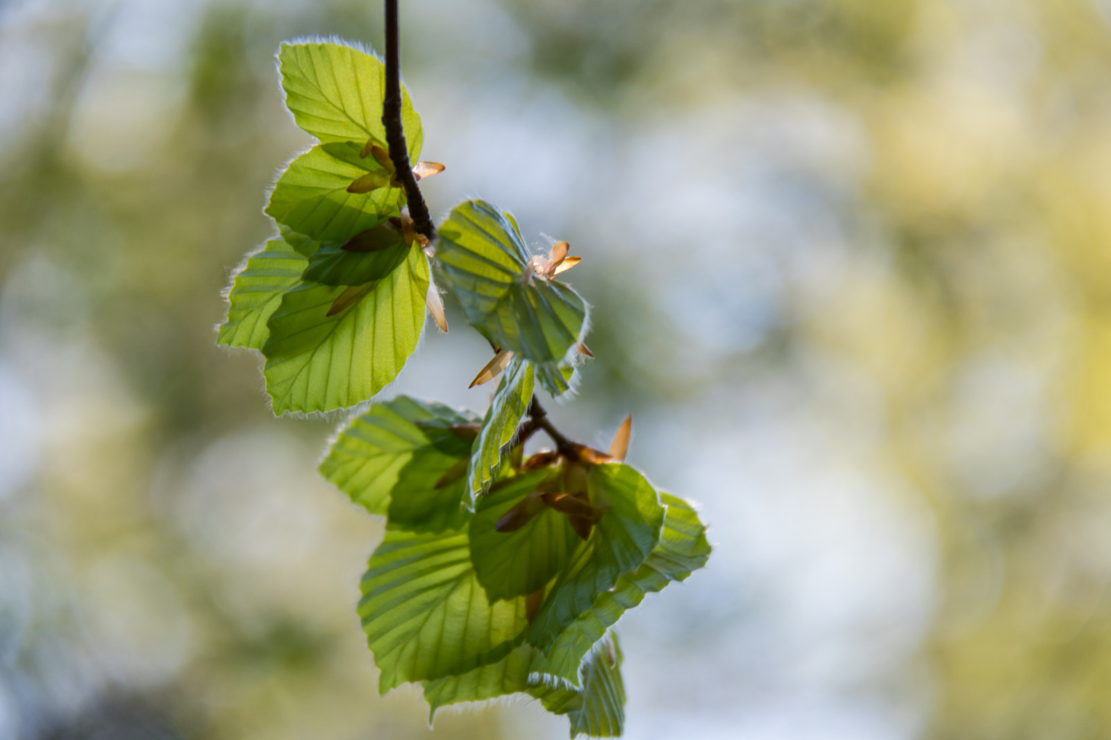 Tapety : slunečnímu záření, les, Příroda, větev, zelená, žlutý, květ ...
