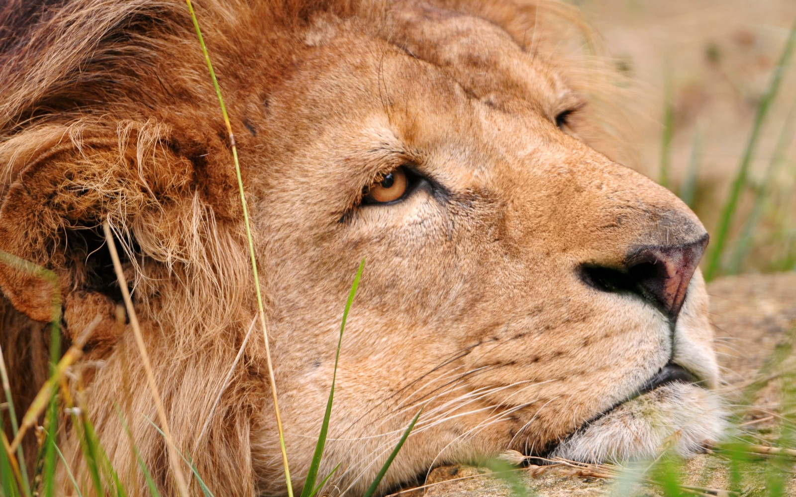 Achtergronden : leeuw, gezicht, roofdier, grote kat 2560x1600 - wallup ...