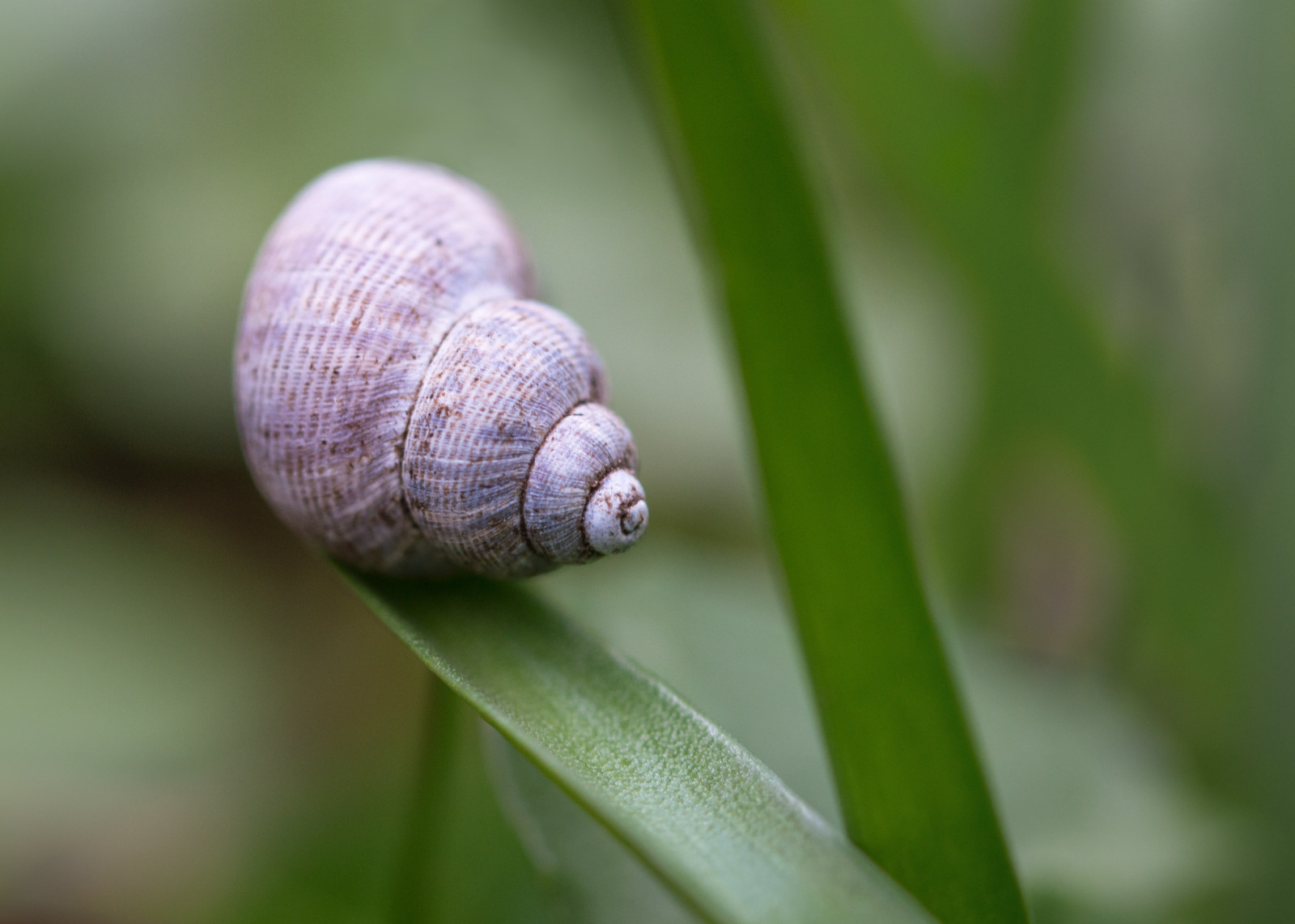 Wallpaper : shell, snail, grass, blade, outdoor, nature, macro ...
