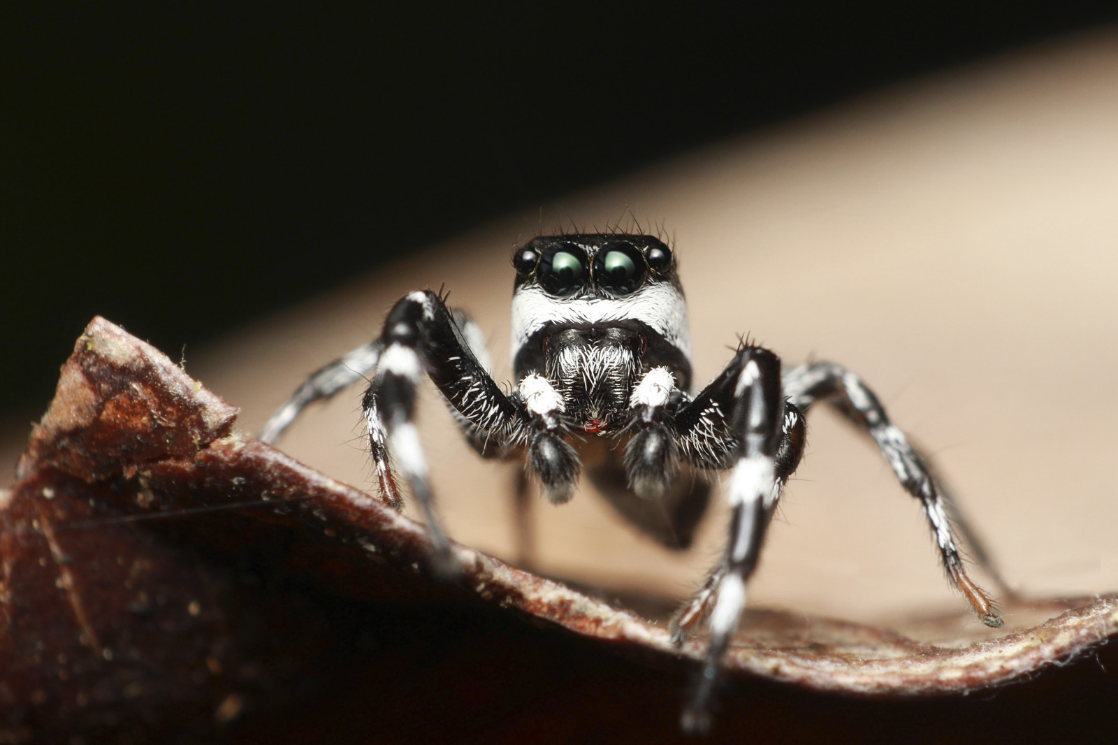 Tapety : Salticidae, skákání, pavouk, pavouci, macrofotografia, Ara as ...