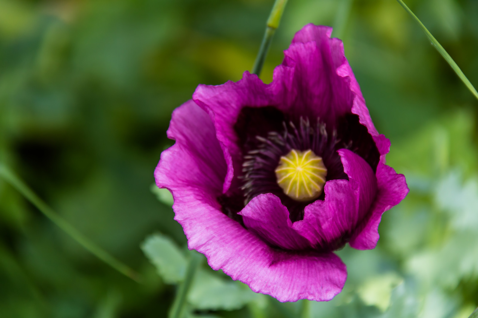 Obrázky na plochu : príroda, Fialová, kvet, kvetina, mak, flóra, Blomma ...
