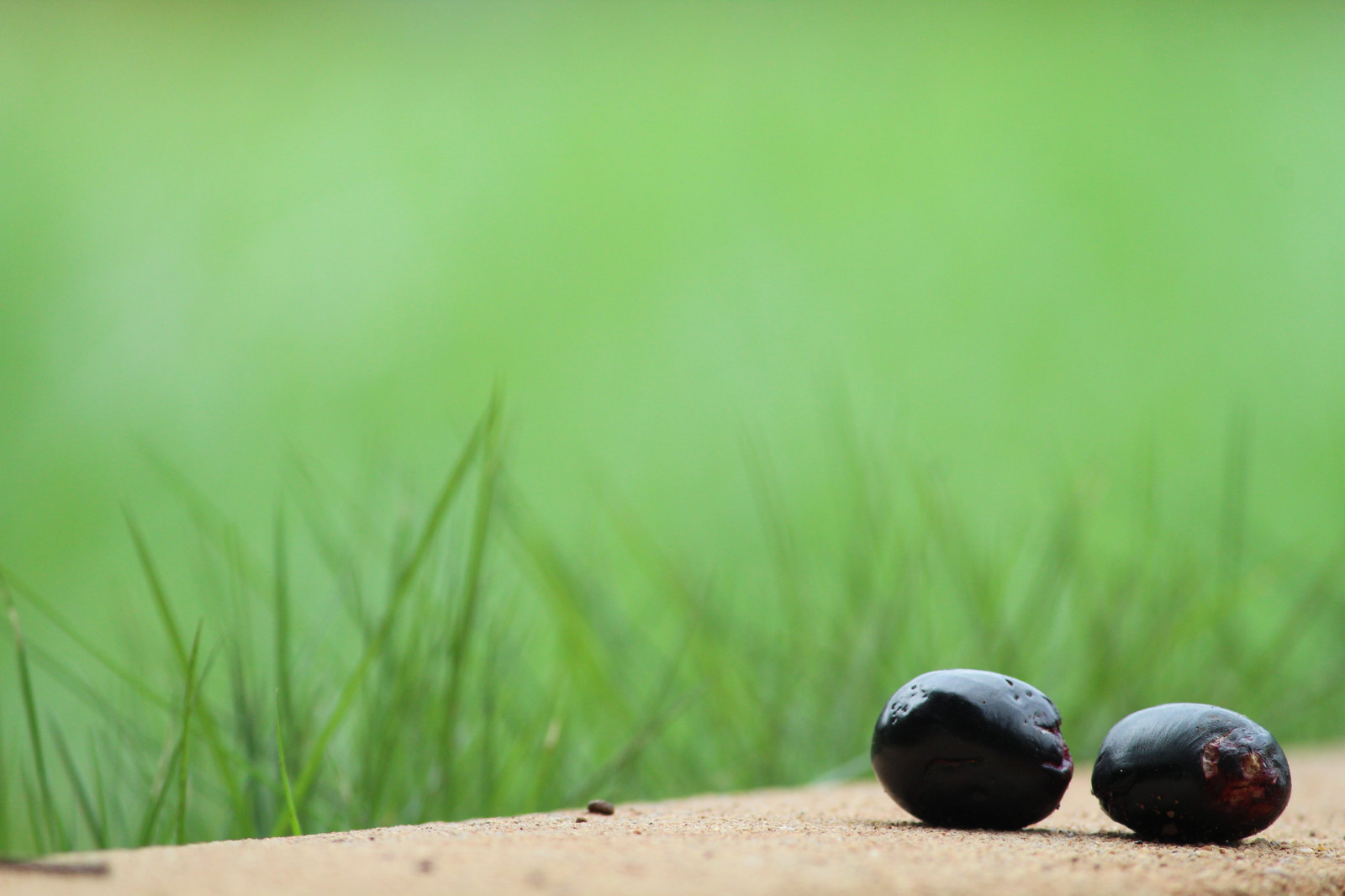 Wallpaper : 5184x3456 px, blurred, fruit, grass, nature 5184x3456 ...