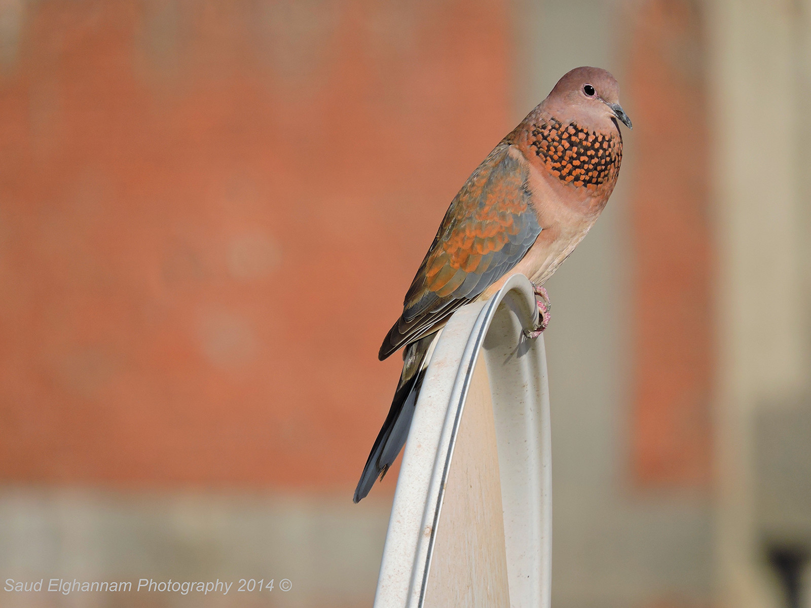 Wallpaper : branch, dove, beak, finch, wing, fauna, perching bird ...