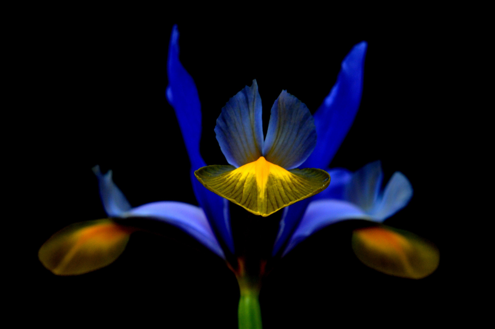 Wallpaper : blue, Iris, yellow, spring, fower 6016x4000 - - 951346 - HD ...