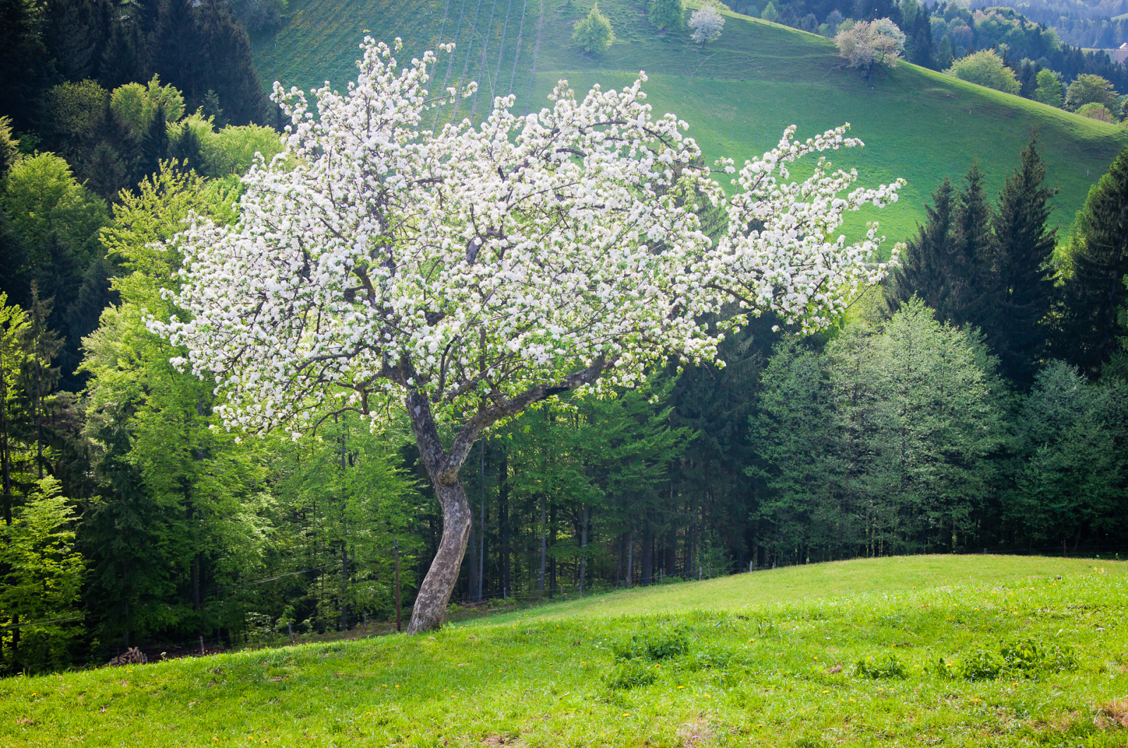 Paesaggio Erba Primavera Kartiniki