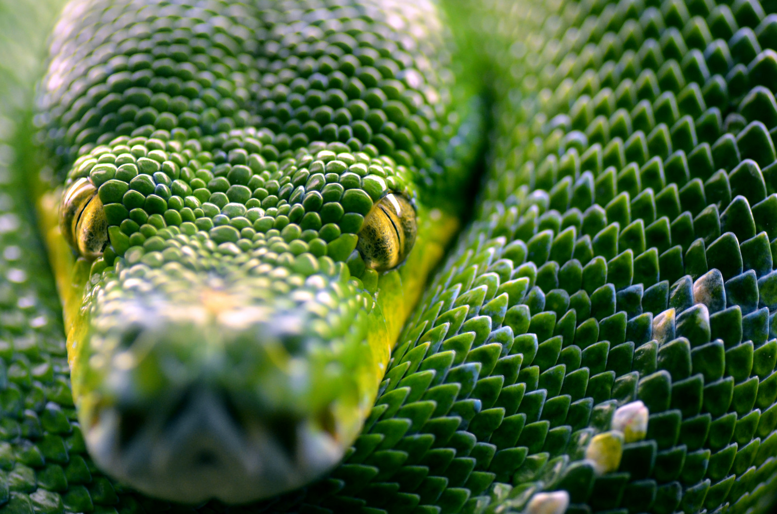 Wallpaper : green, vegetation, scaled reptile, fauna, organism, close ...