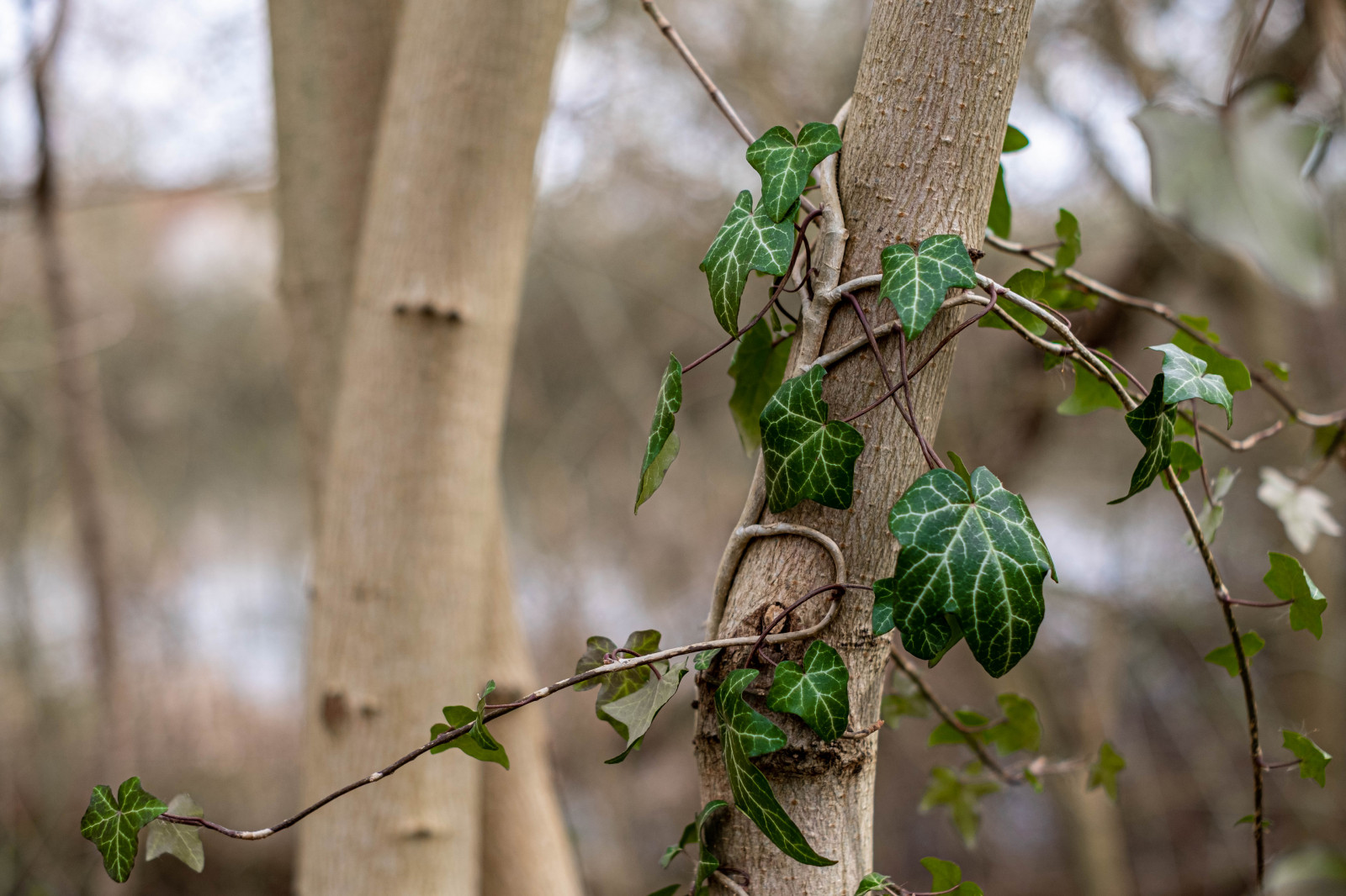 Wallpaper : spring, leaves, trees, nature, plants 3840x2560 ...