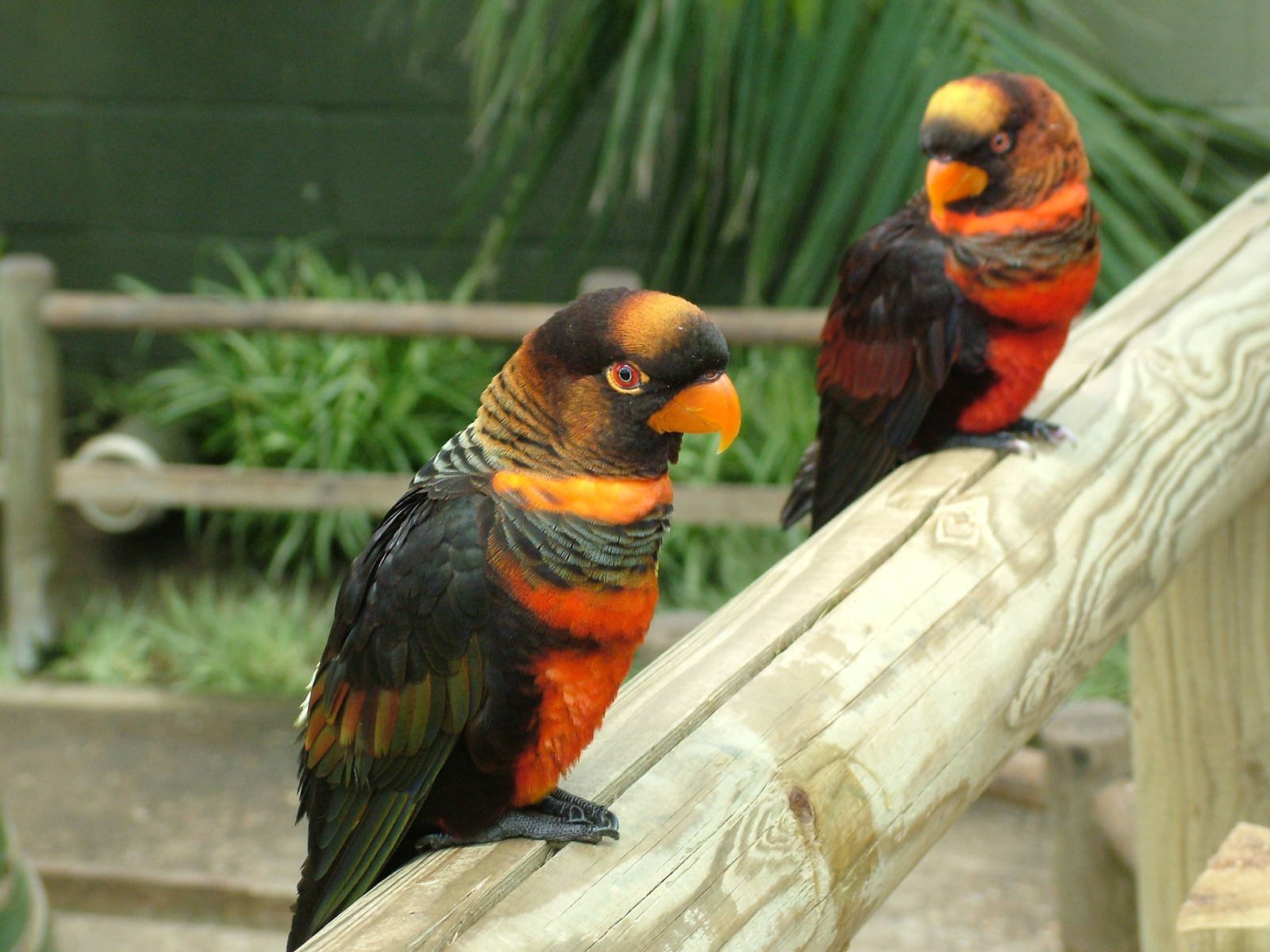 Bakgrundsbilder : 1600x1200 px, 48, fågel, Lory, papegoja, tropisk ...