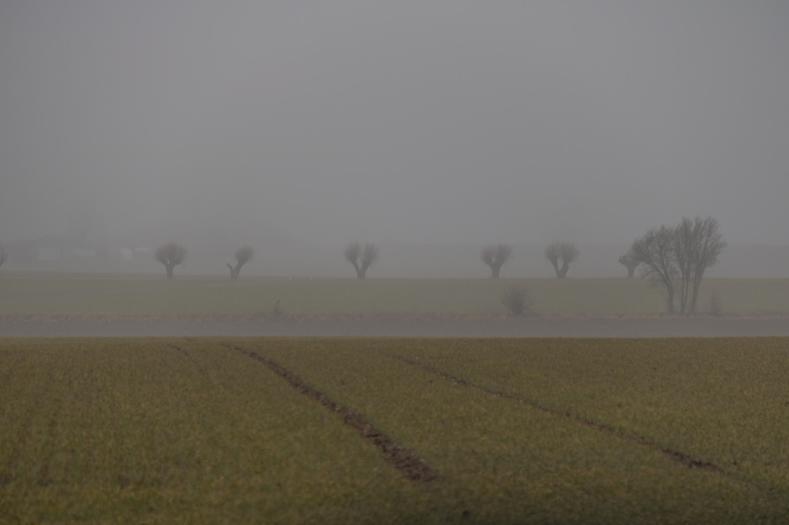 Wallpaper : landscape, field, morning, mist, wind, horizon, haze ...