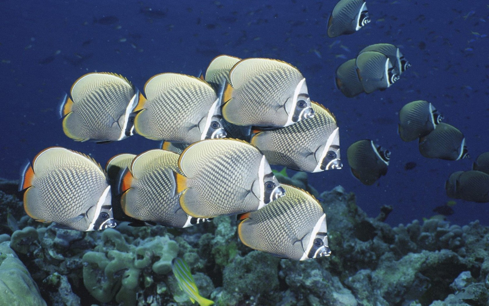 Wallpaper : 1680x1050 px, fish, school 1680x1050 - wallhaven - 1650623 ...