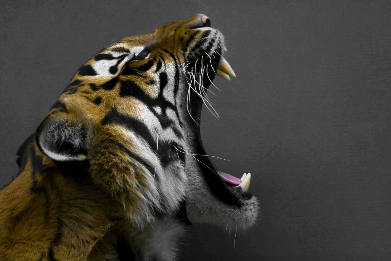 Wallpaper : putih, hewan, harimau, margasatwa, Jeruk, rambut, bulu ...