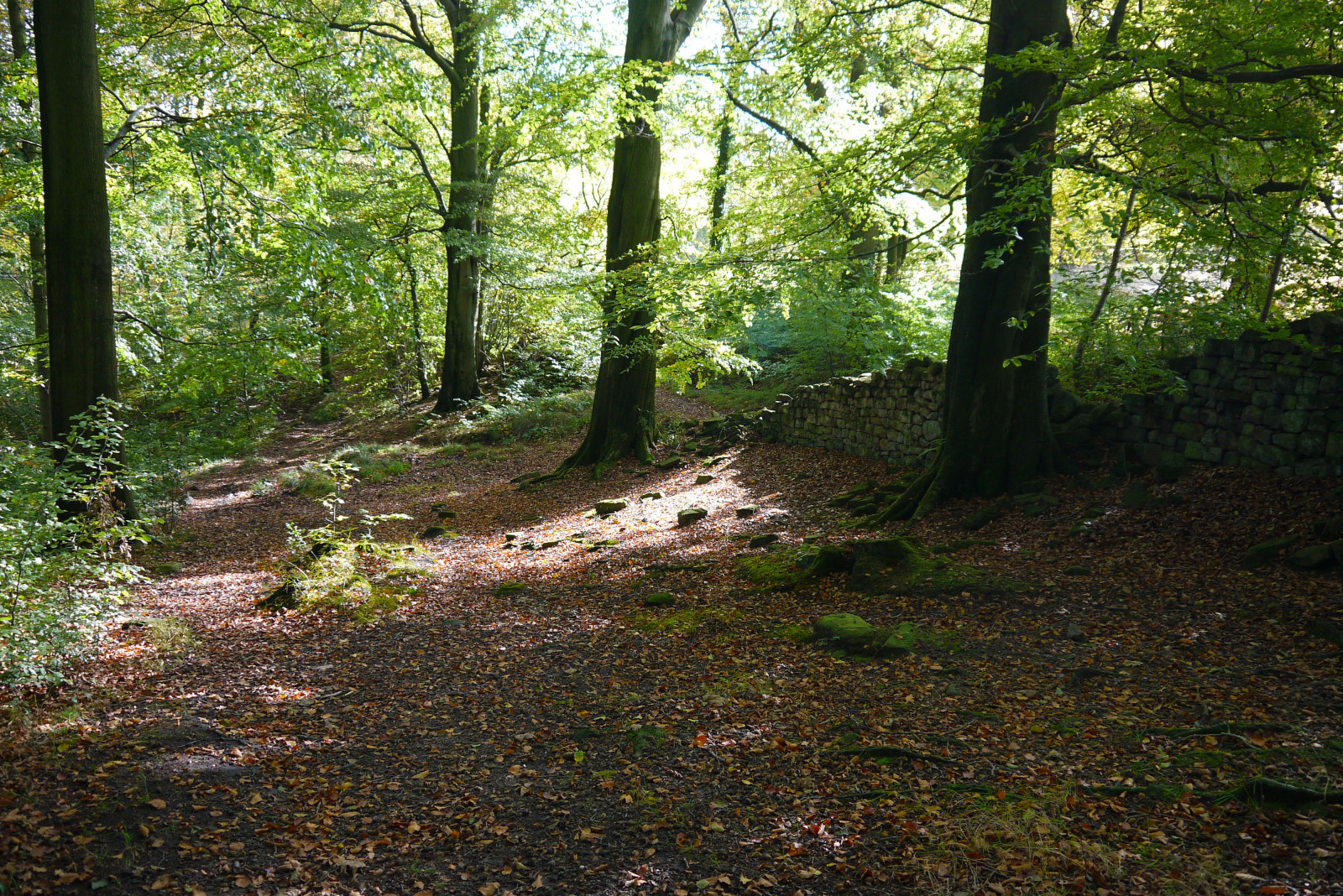 Wallpaper : autumn, trees, shadow, green, leaves, sunshine, woods ...