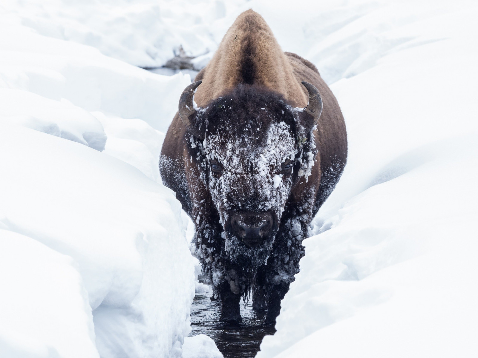 Baggrunde : 2048x1536 px, dyr, bison, kold, sne, vinter 2048x1536 ...