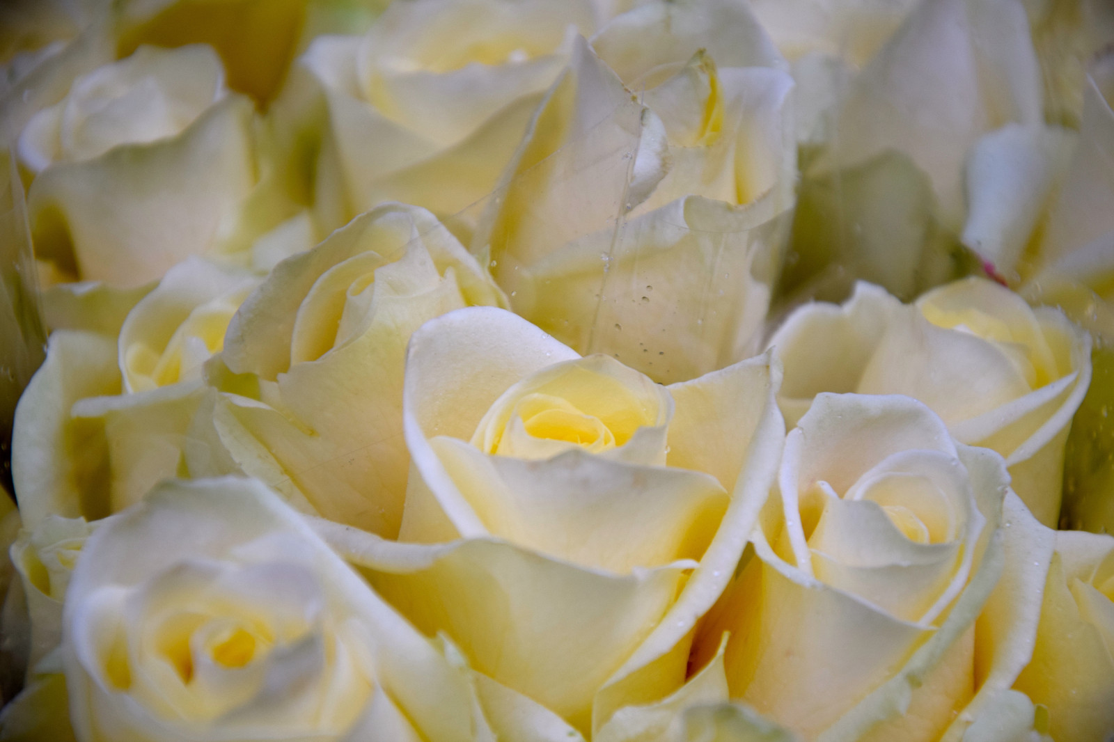 Wallpaper : white, yellow, whiteroses, petal, land plant, flowering ...