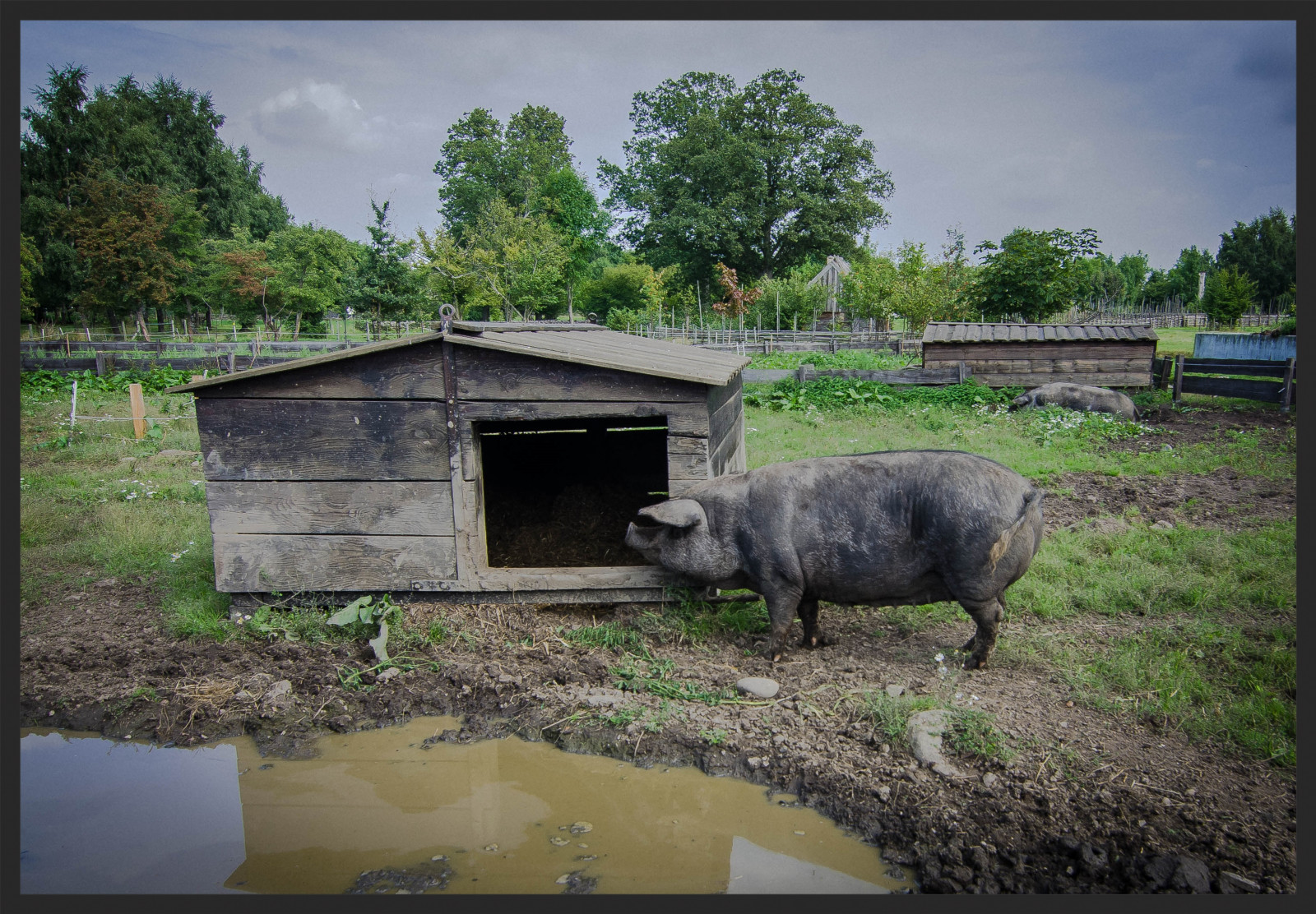 Wallpaper : Sweden, pigs, Scania, helsingborg, fredriksdal 3327x2313 ...