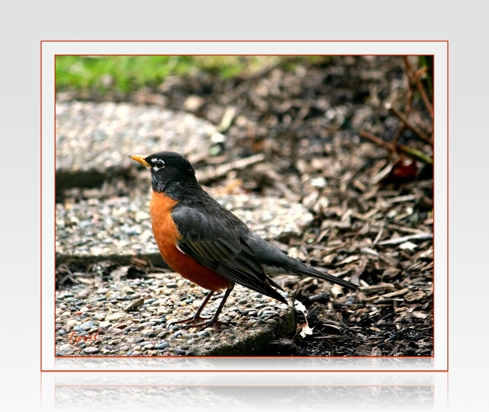 Wallpaper : happy, spring, beak, yard, feather, blackbird, fauna ...