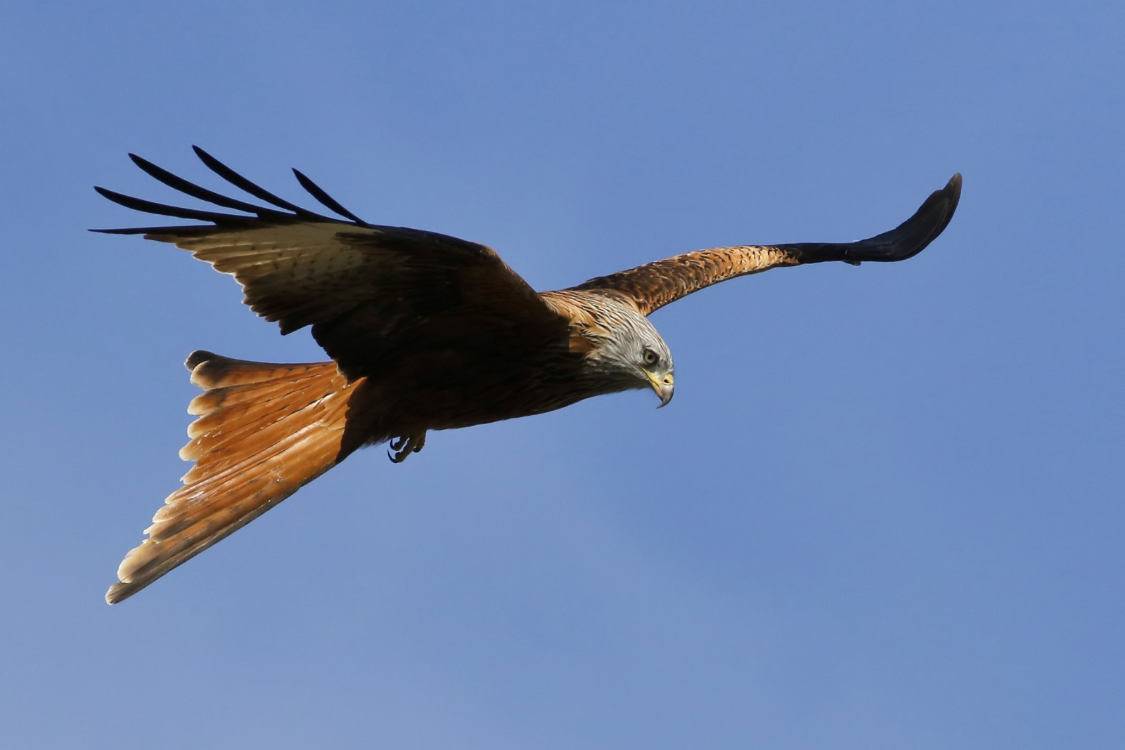 Red Kite Bird Images | Red Kite Photos Pictures, Images and Stock ...