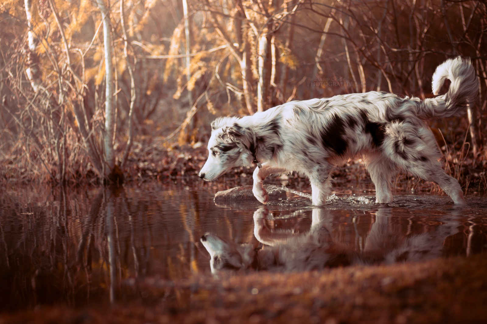 Wallpaper : animals, reflection, nature, dog 2560x1707 ...
