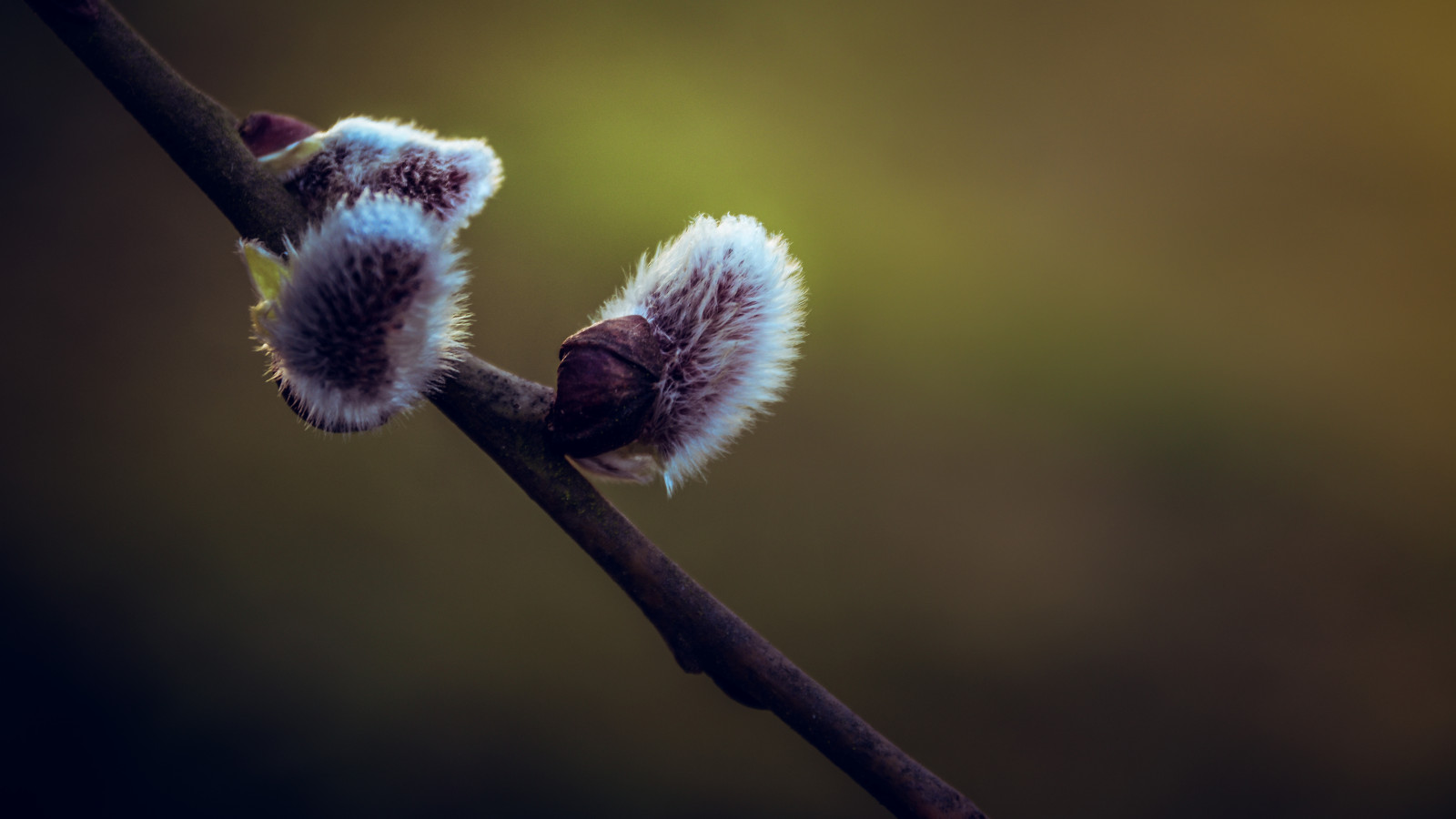 Wallpaper : Nikon, sigma, nature, outside, dof, plants, fluffy, 2017 ...