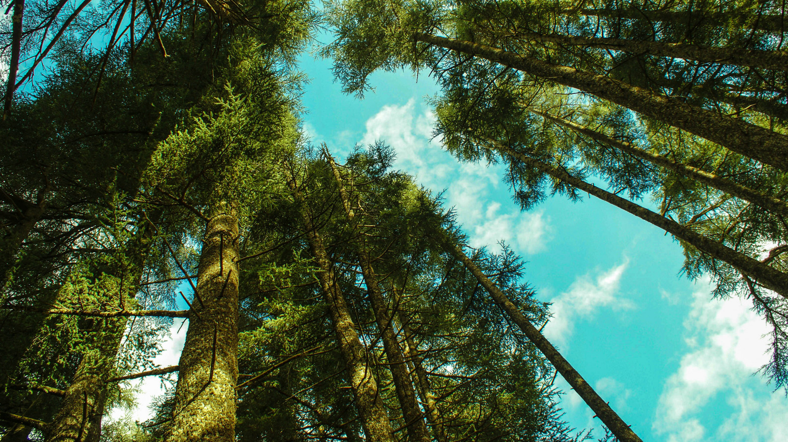 Wallpaper : Tree nature, hutan, pemandangan 3872x2176 - aznmike123 ...