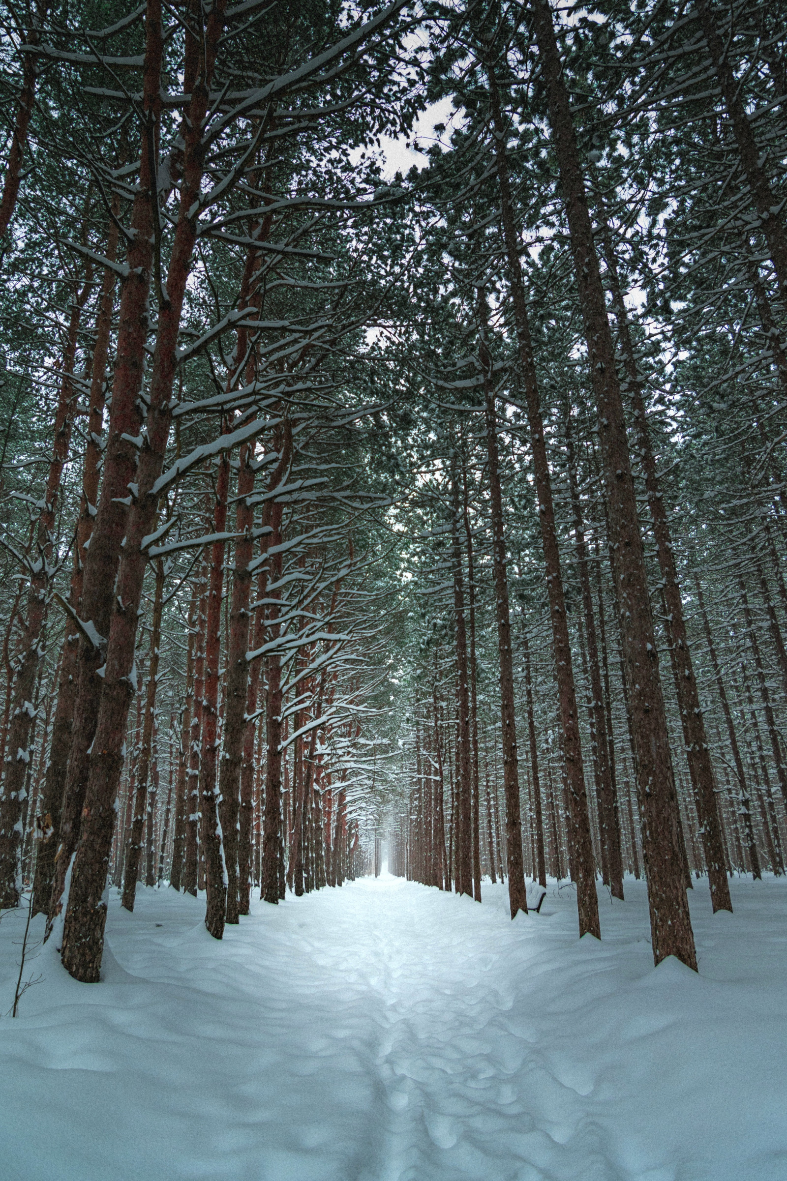 Bakrunner : vinter, skog, sti, snø, trær 2820x4235 - CoolWallpapers ...