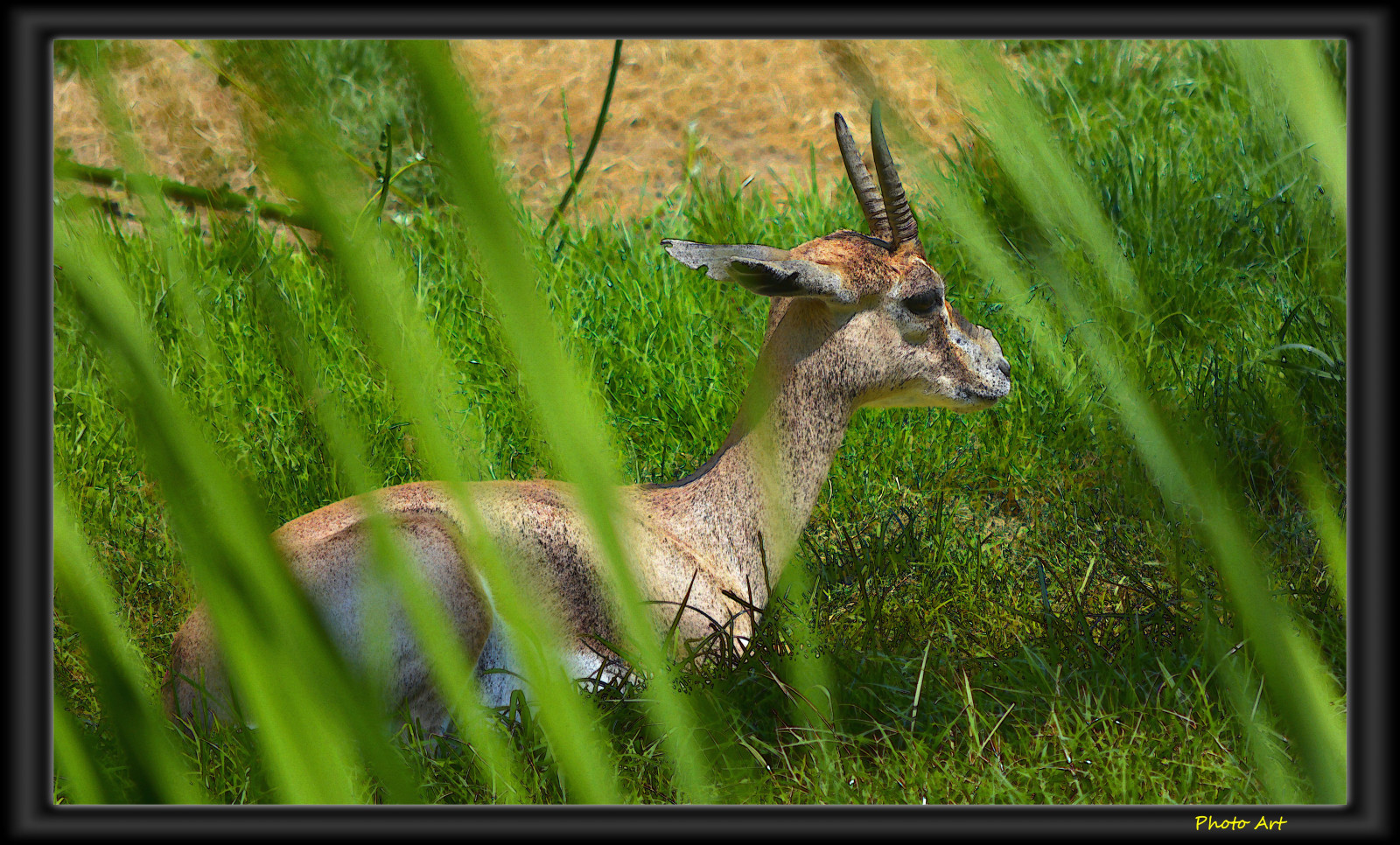 Wallpaper : rusa, tanduk, margasatwa, Kebun binatang, kijang, gazelle ...