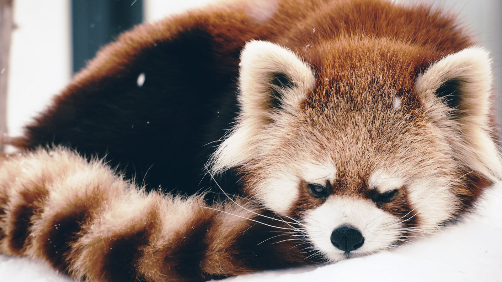 Wallpaper : winter, wildlife, fur, Zoo, whiskers, red panda, Sapporo ...