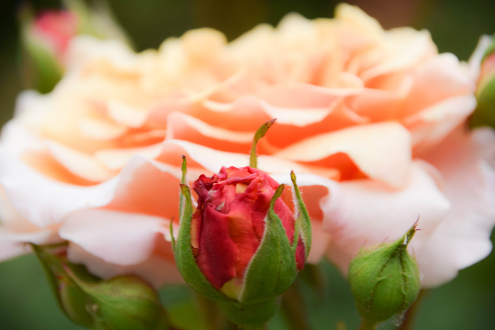 Wallpaper : nature, red, Germany, blossom, Europe, pink, Berlin, flower ...