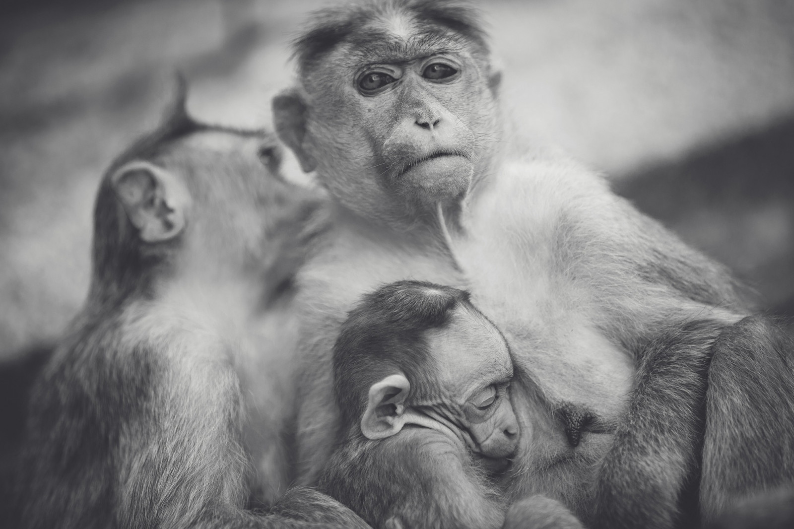 Wallpaper : baby, monkey, bw, macaque, mammal, black and white ...