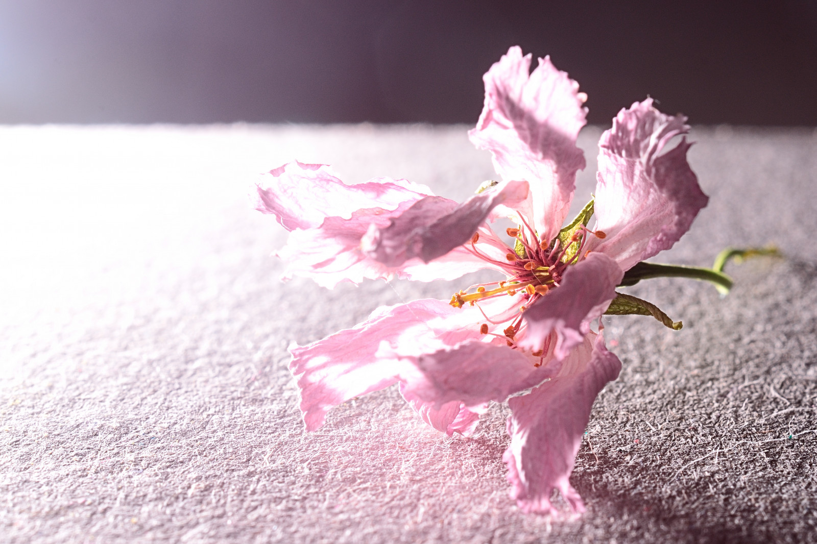 Wallpaper : blume, flower, bl te, Nikon, d7100, dsrl, plants, pflanze ...