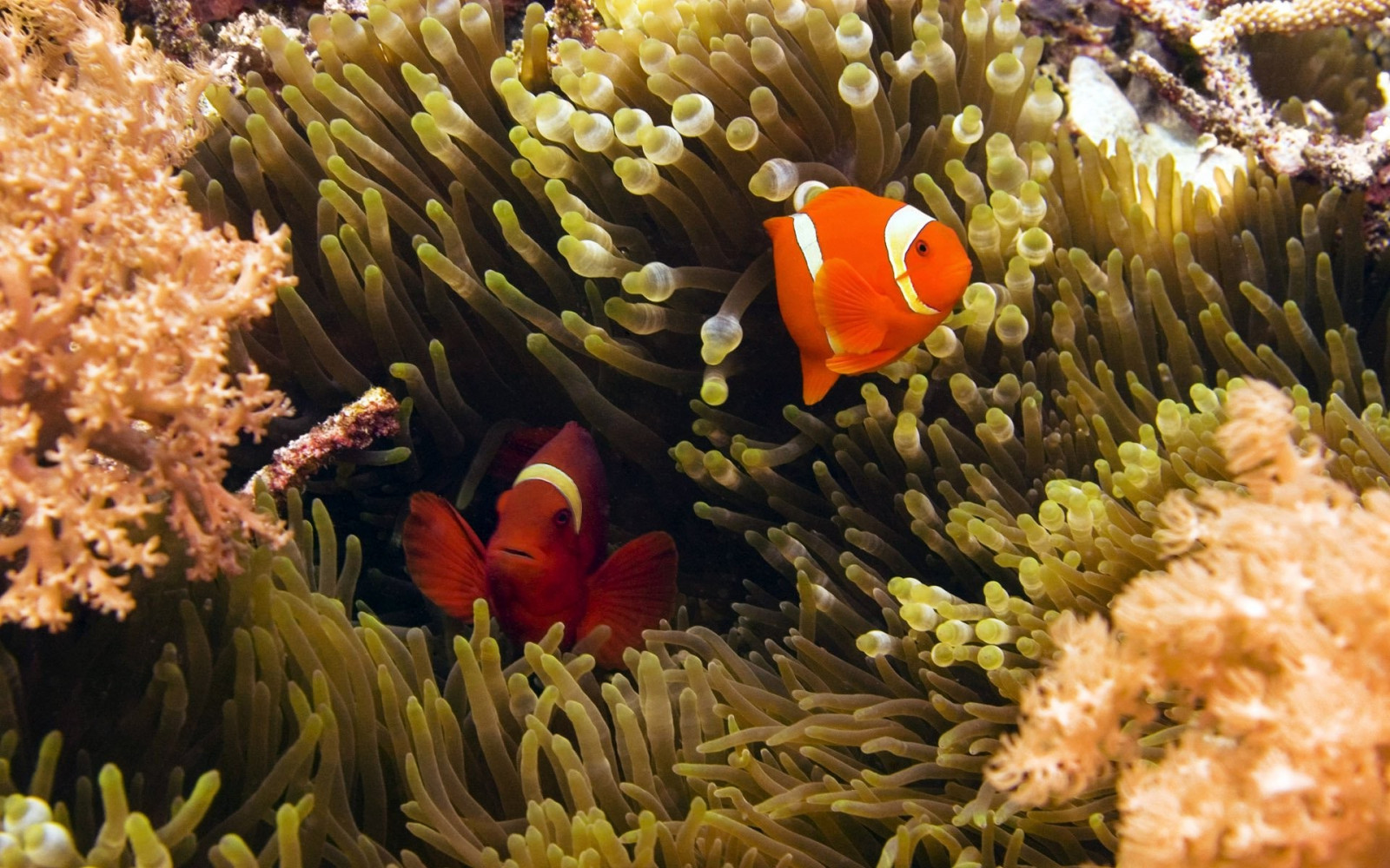 Masaüstü : Hayvanlar, sualtı, mercan, Mercan resifi, Biyoloji, çiçek ...