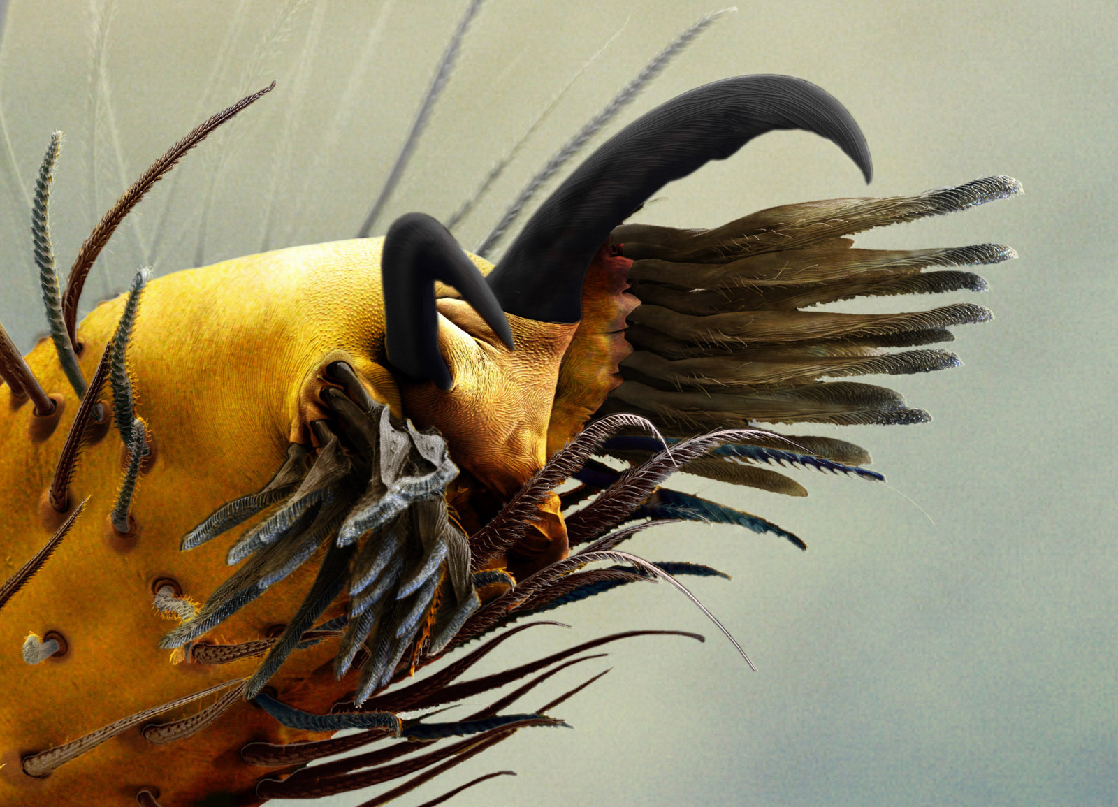 Wallpaper : 2000x1444 px, claws, depth of field, hair, insect, legs ...