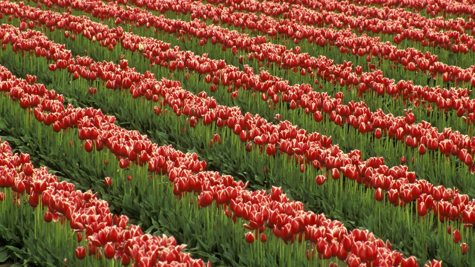 Wallpaper : flowers, red, tulips, field, green, flower, tulip, rows ...