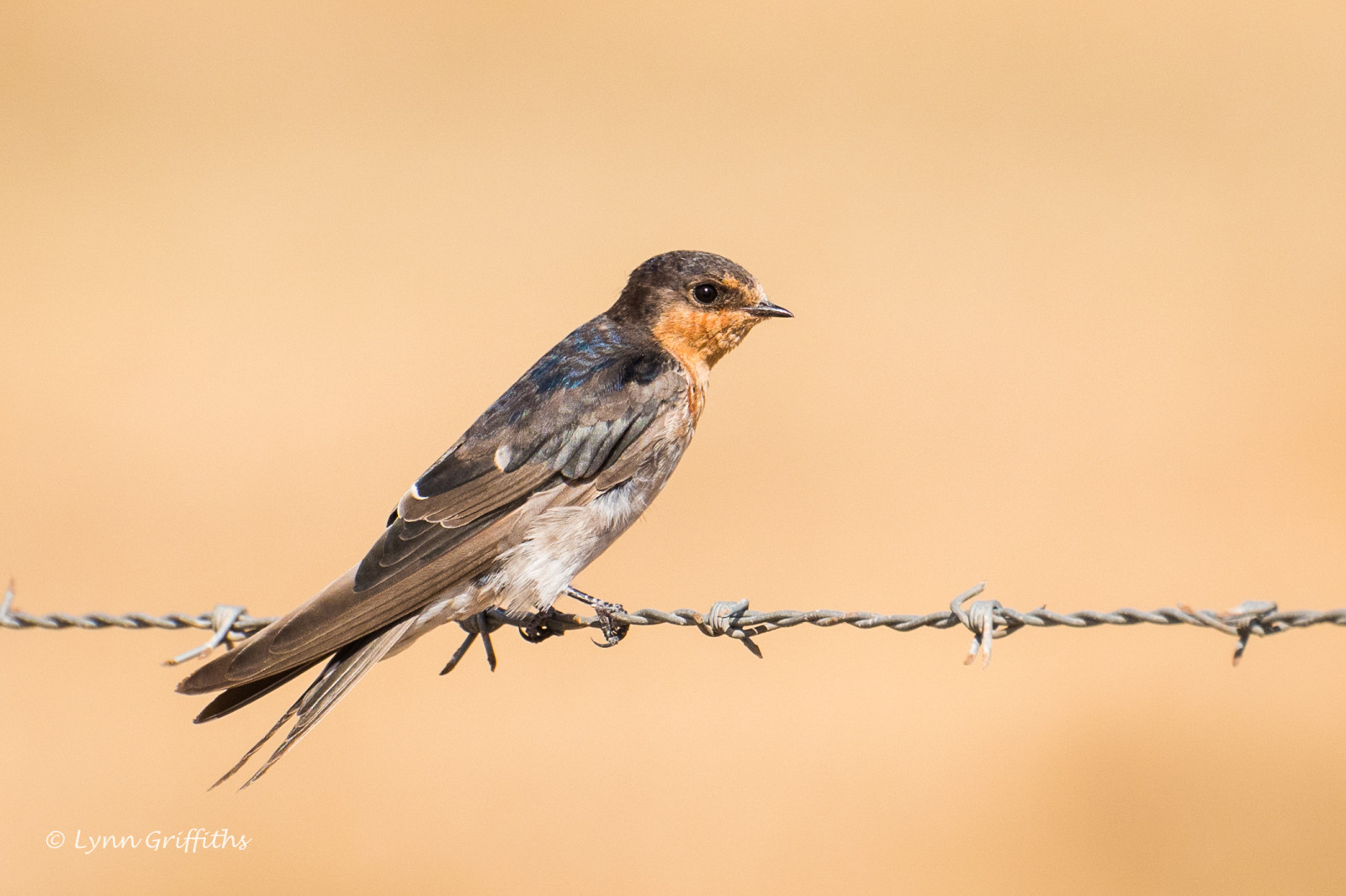 Ingyenes háttérképek : madarak, természet, ág, vadvilág, Ausztrália ...