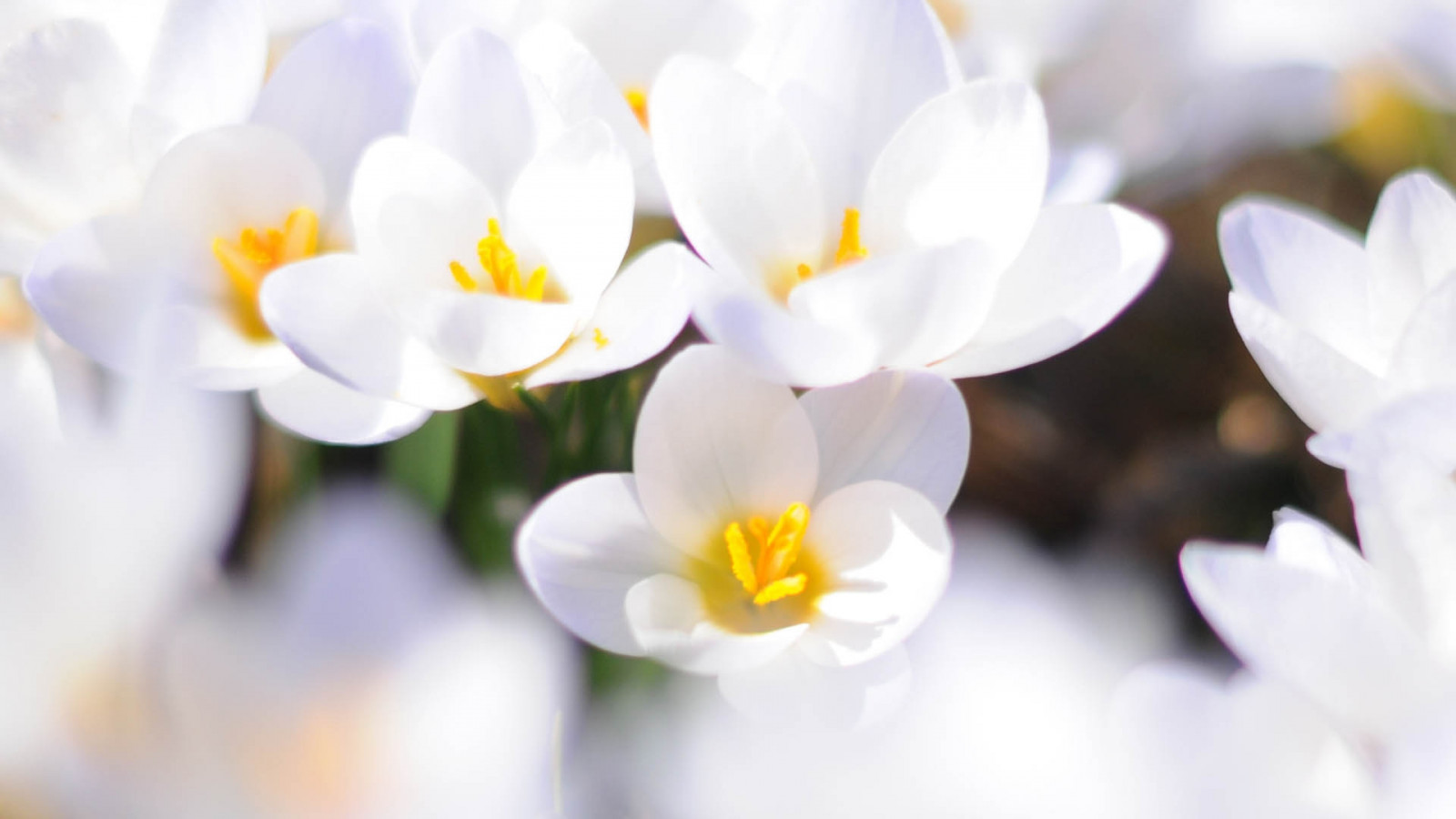 Wallpaper : flowers, bloom, plant, light 1920x1080 - wallhaven ...