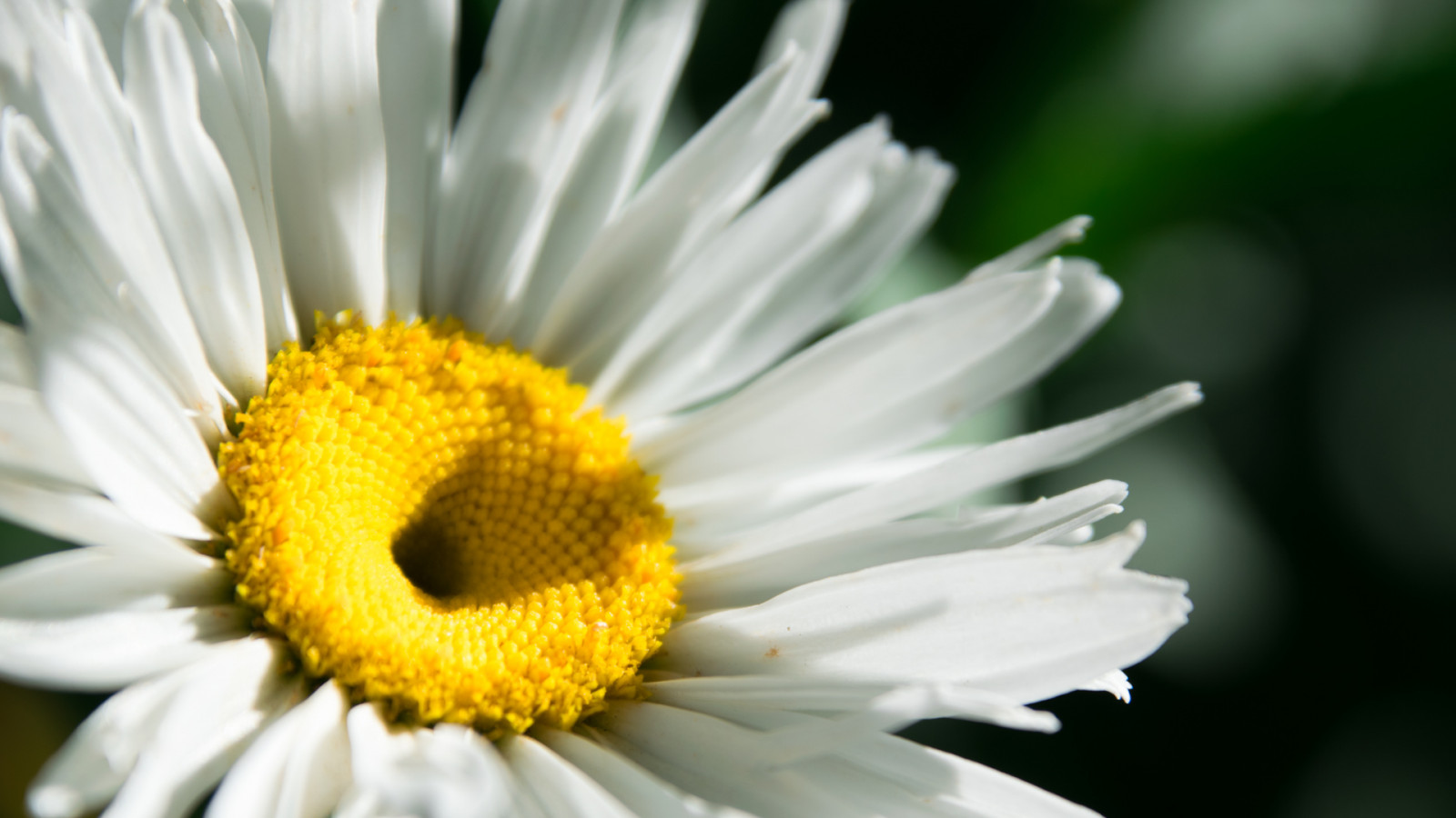 Wallpaper : 1920x1080 px, flowers, nature, plants 1920x1080 - wallhaven ...