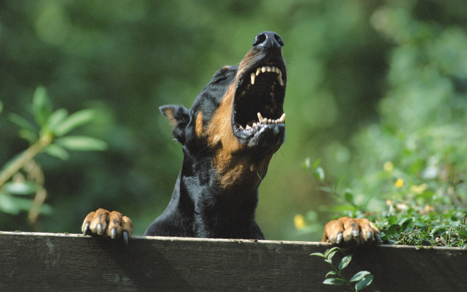 Wallpaper : nature, dog, wildlife, Zoo, Doberman Pinscher, angry, fauna ...
