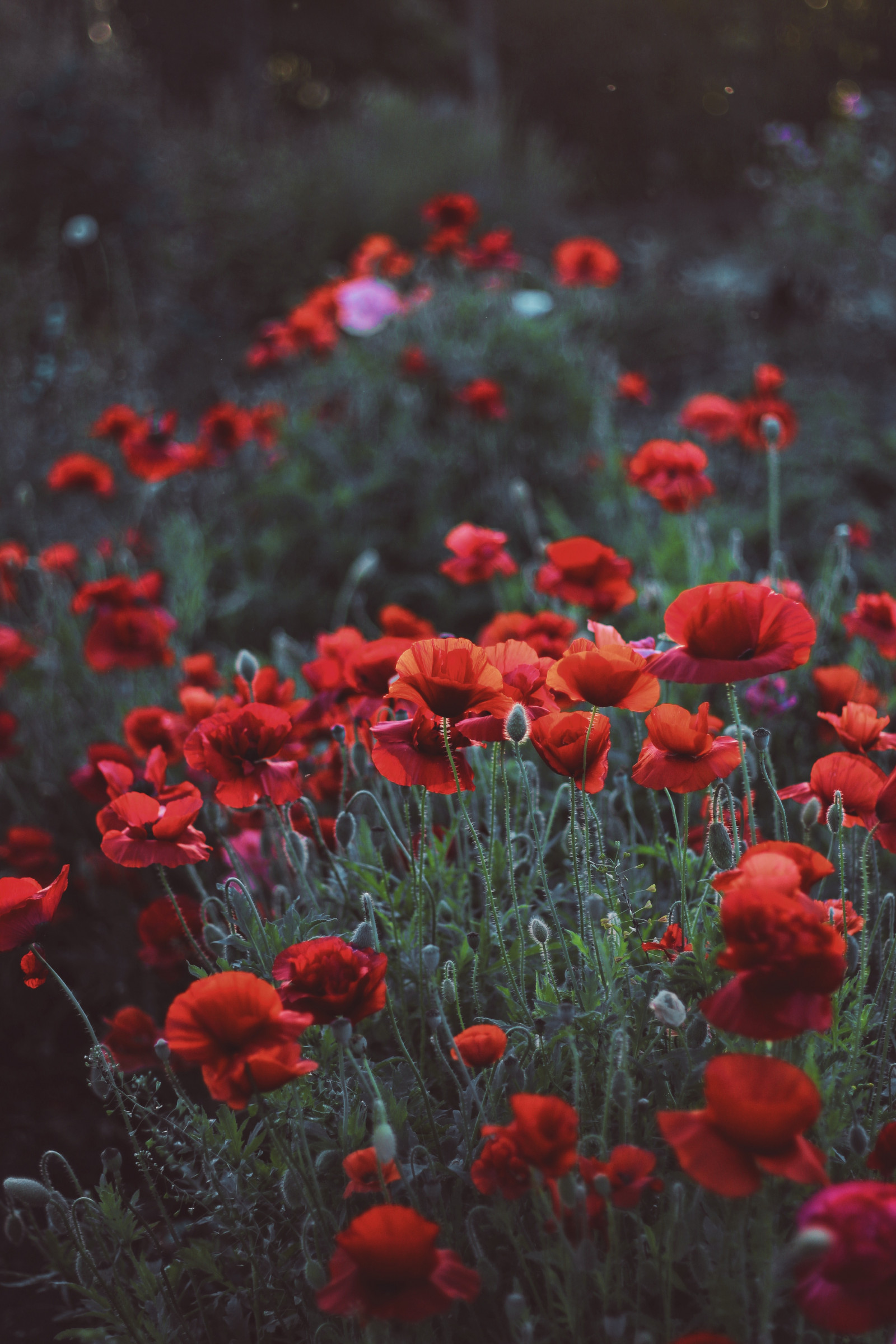 Wallpaper : poppies, bidang, bunga-bunga, hamparan bunga 3456x5184 ...