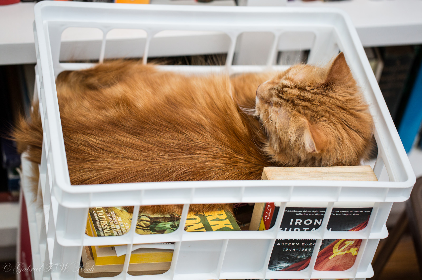 Wallpaper : cat, animal, feline, orange, grate, box, catinabox ...