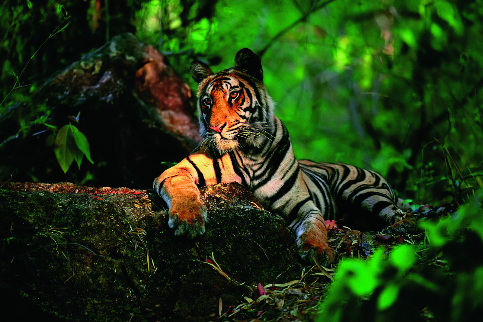 Wallpaper : nature, animals 2250x1500 - beepbepe - 1566581 - HD ...