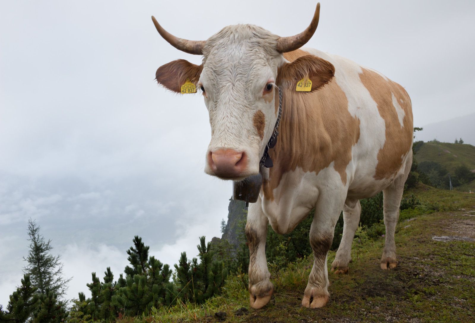 Baggrunde : dyr, Tyskland, Bayern, Tyr, deutschland, græs, berg, eng ...